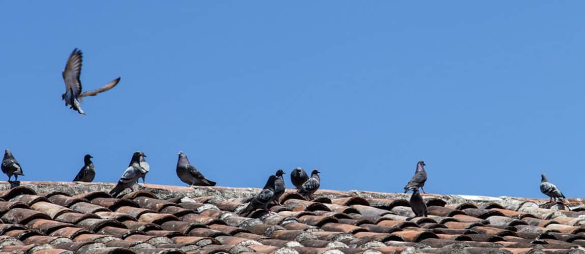 How do you keep birds away from your house? Acme Full Guide